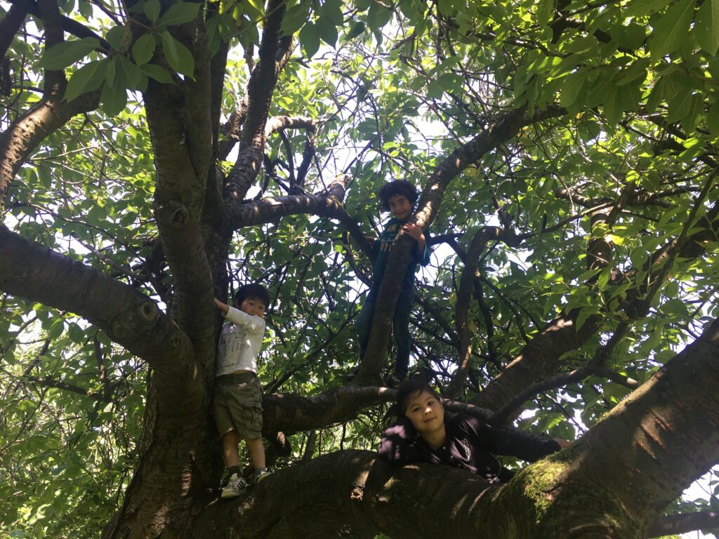 Voices of the Future - UK Treescapes: Child & Youth Treescapes