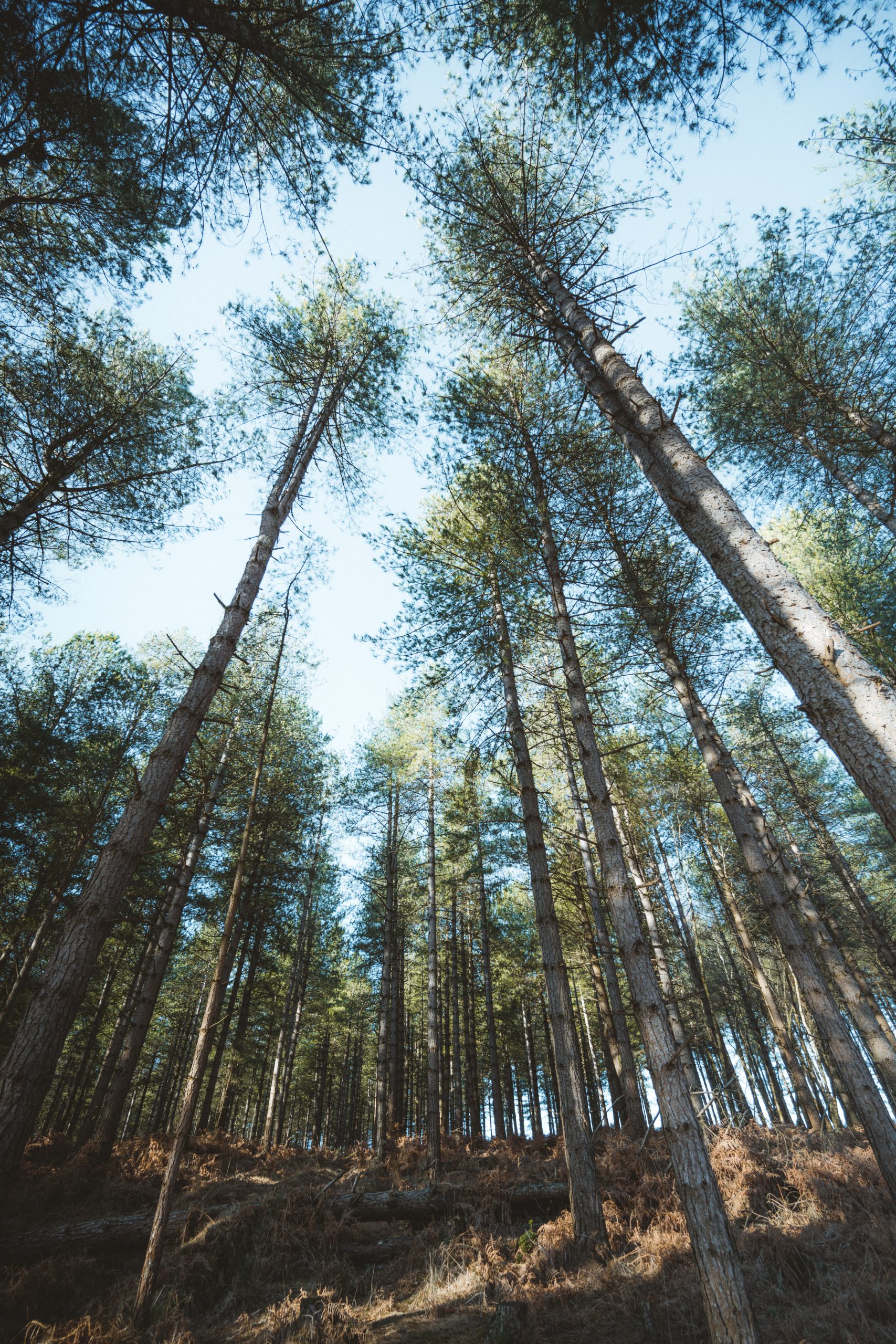 New UK Treescapes Fellows Announced - UK Treescapes