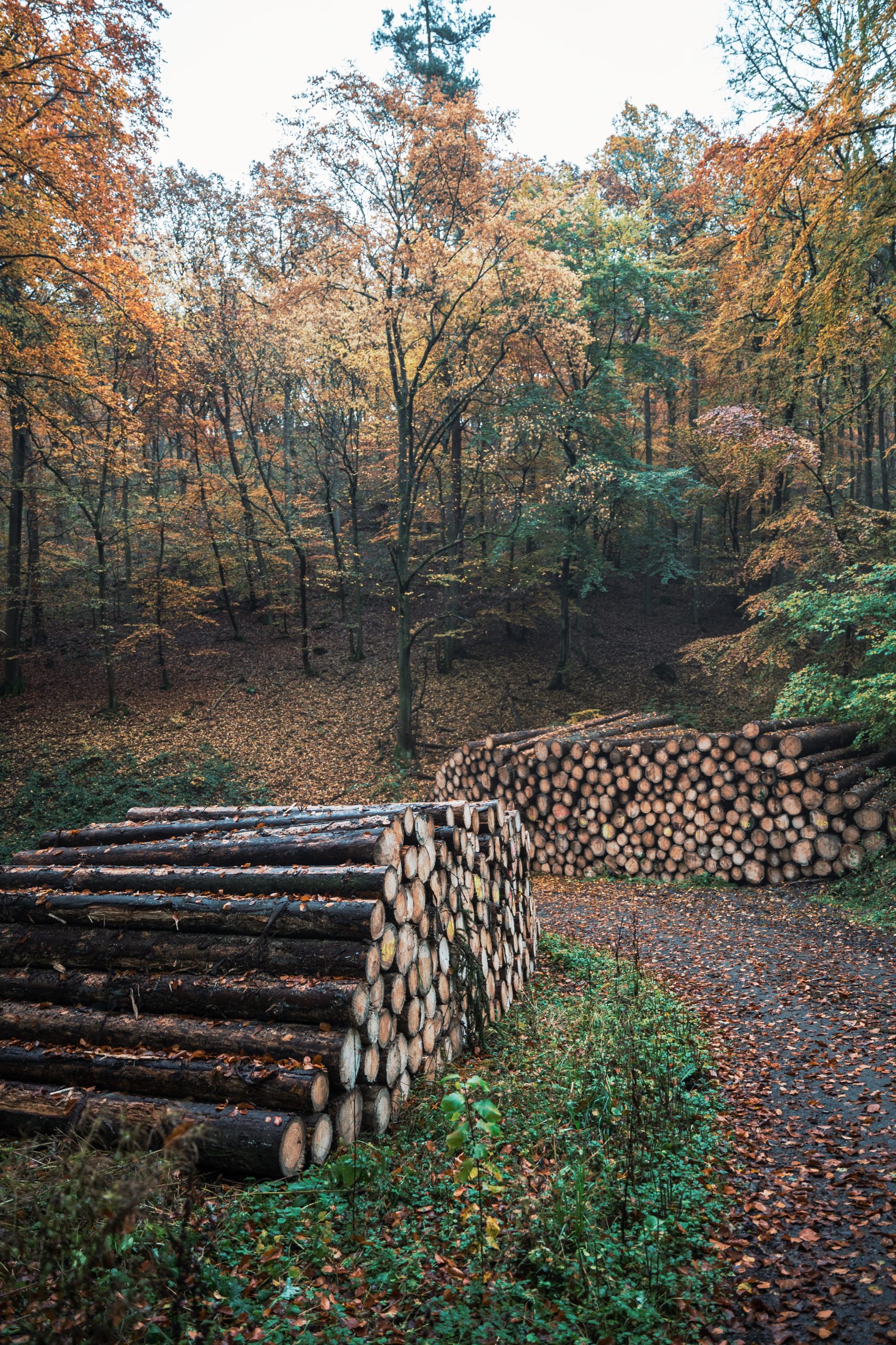 Enhancing the impact of Future of UK Treescapes research - UK Treescapes