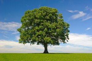 TreE_PlaNat - UK Treescapes